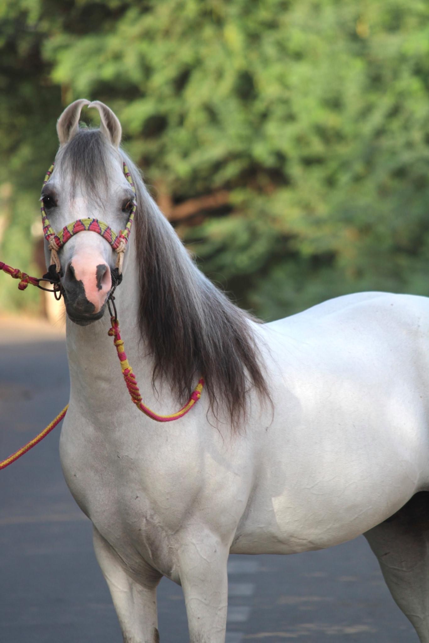 Top Indian Horse breed Kathiawadi in the Best horse breeds in the World.