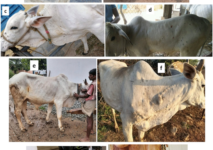 Lumpy skin disease in the cow: milk economy reduced production by 21%